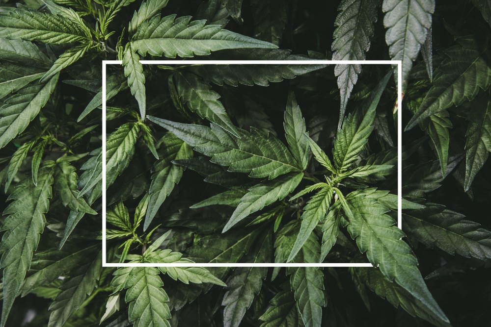 Thc A Vs Delta 9 Thc Differences And Similarities Lighthouse