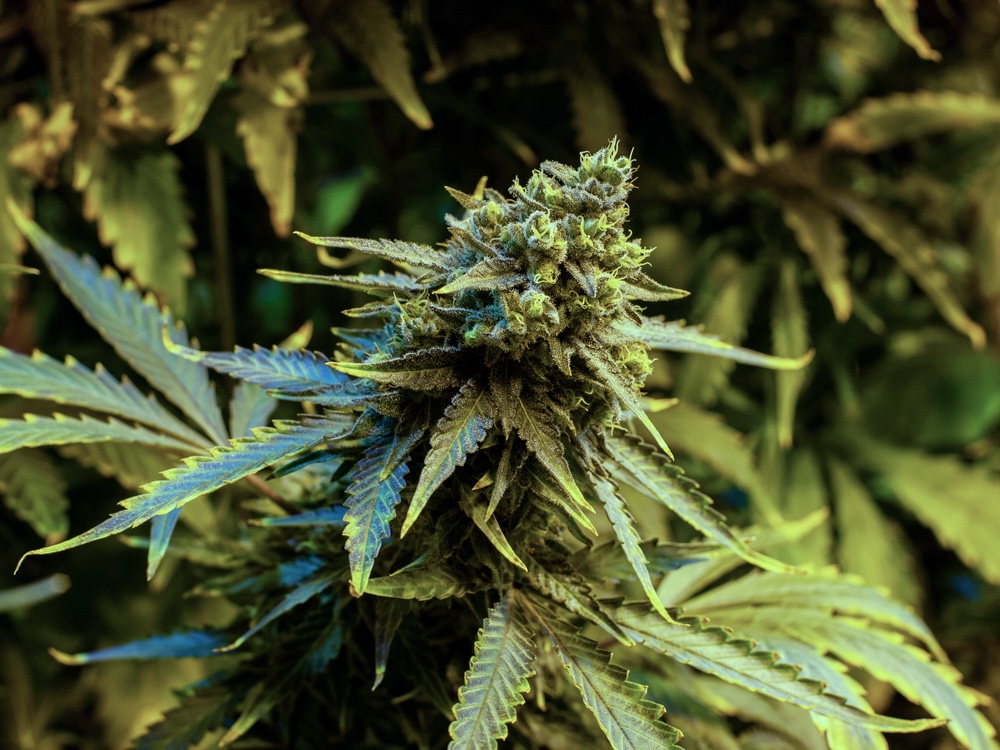 Thc A Vs Delta 9 Thc Differences And Similarities Lighthouse